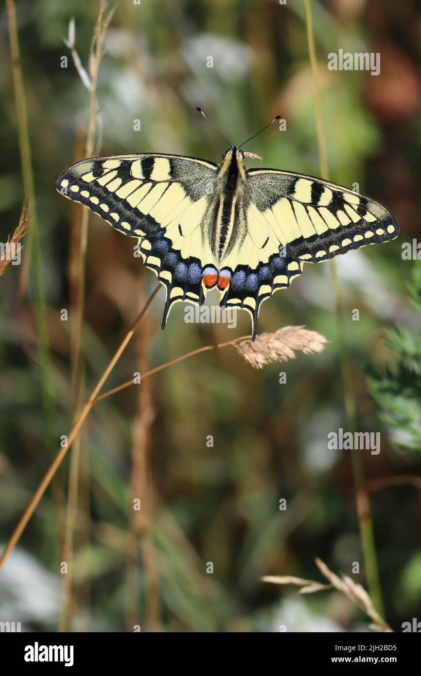 a magnificent Specimen of a Swallowtail Stock Photo - Alamy