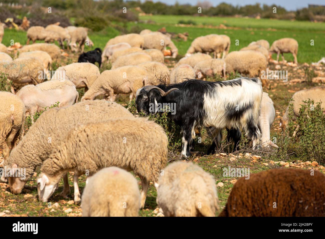 Goat sheep merino hi-res stock photography and images - Alamy