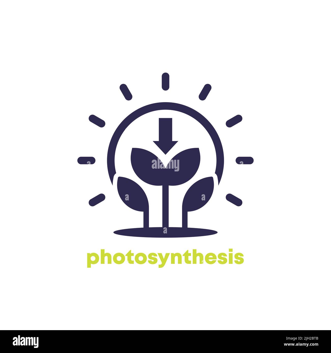 Photosynthesis Stock Vector Images - Alamy