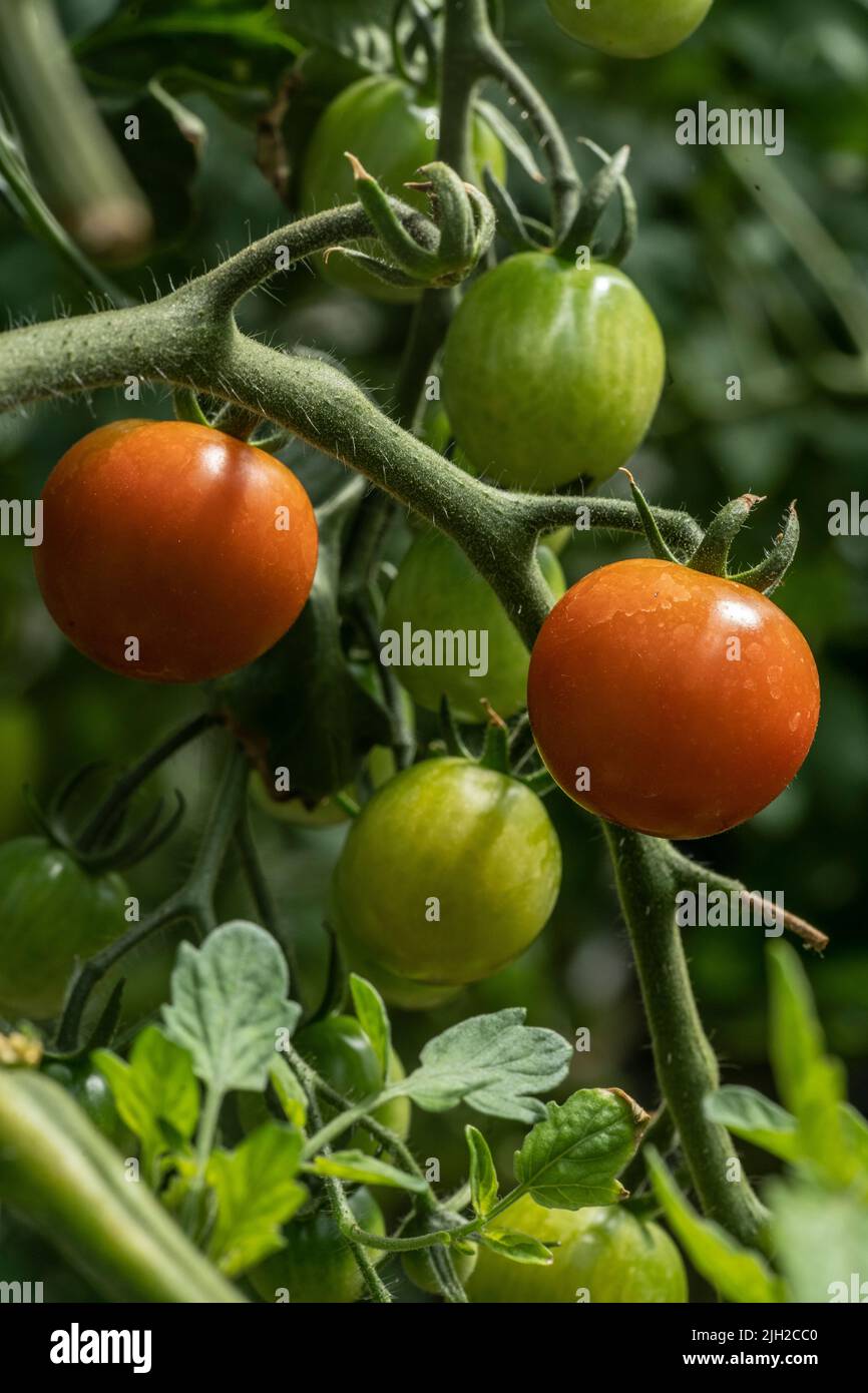 Unripe harvest hi-res stock photography and images - Alamy