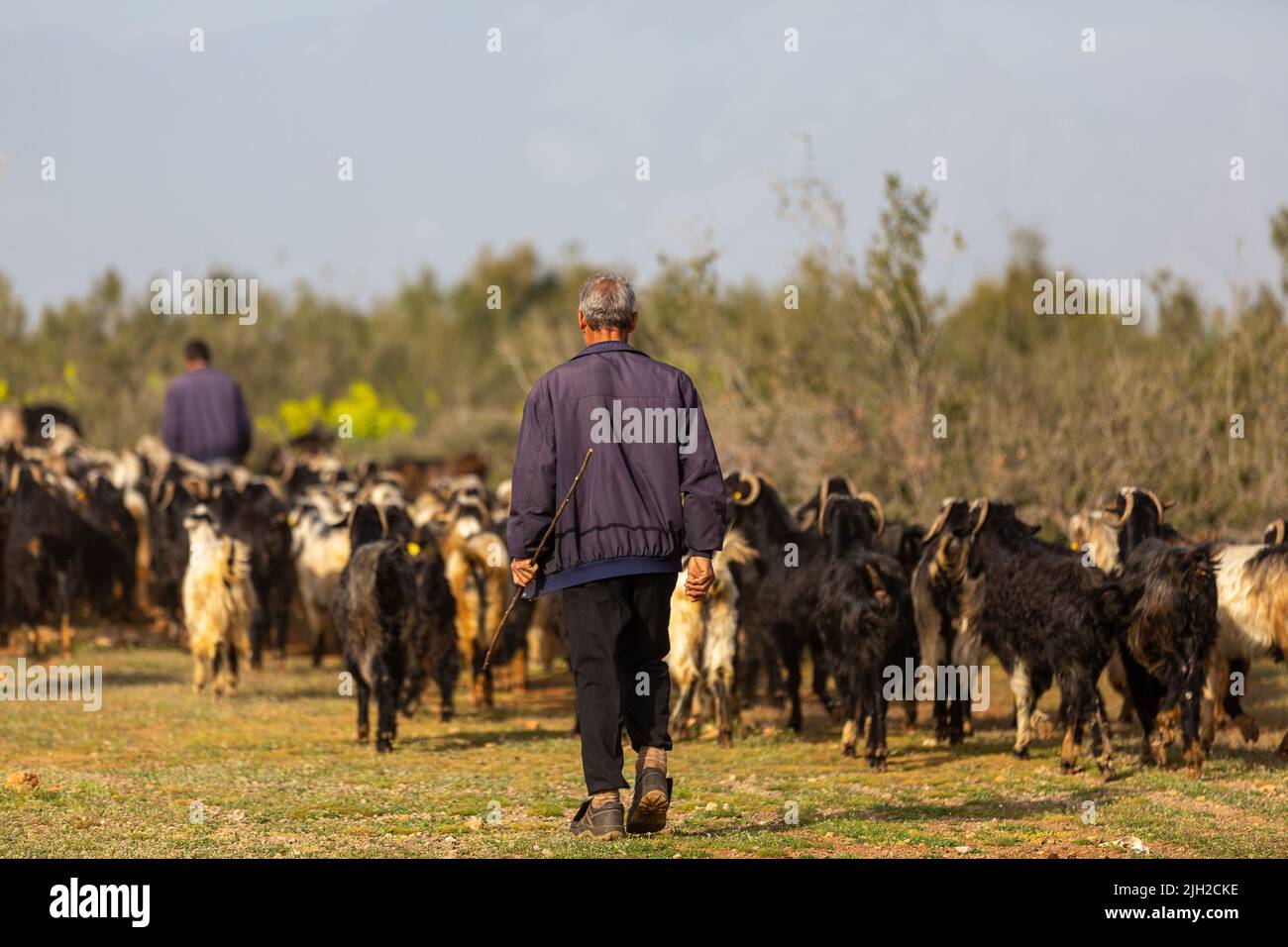 Shepherds and a herd of goats Stock Photo - Alamy