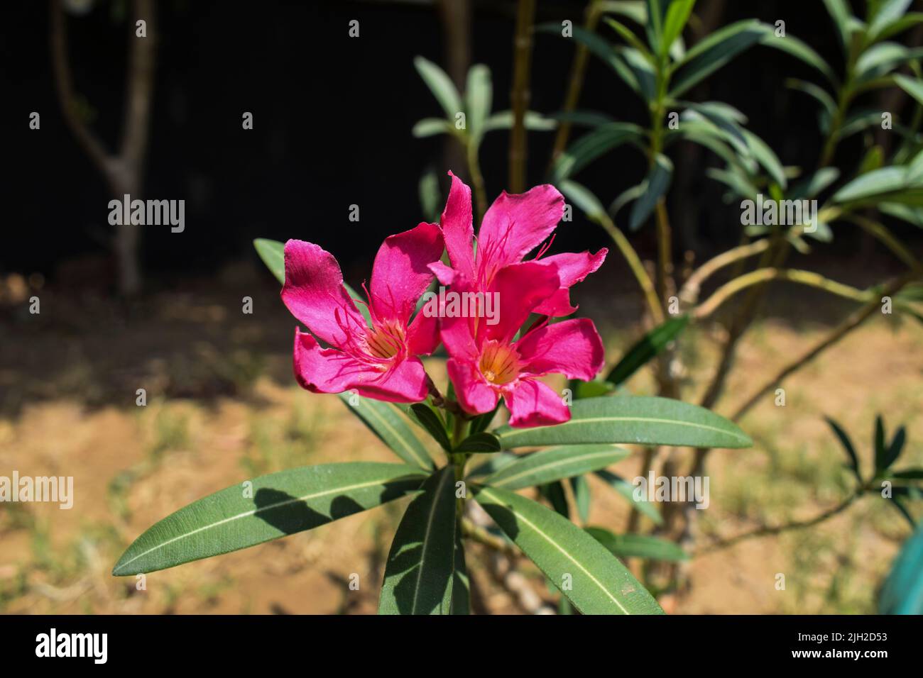 Kaner ke phool hi-res stock photography and images - Alamy