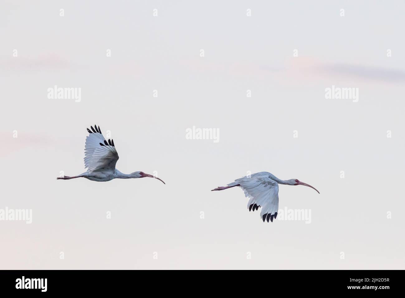 South carolina coast white ibis hi-res stock photography and images - Alamy