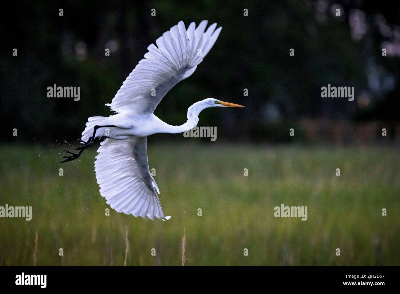 A great egret takes flight in a marsh near Charleston, SC Stock Photo ...