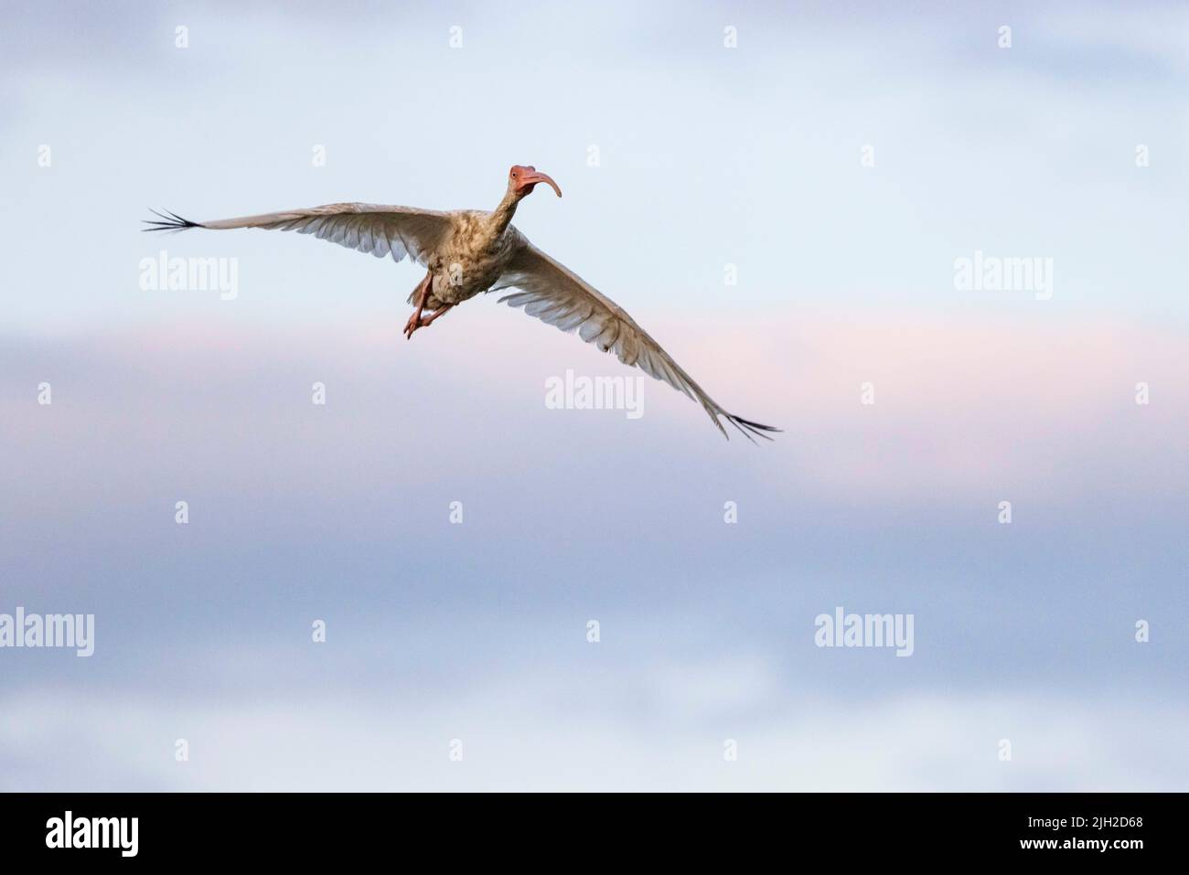 White ibis in flight near Charleston, SC Stock Photo - Alamy