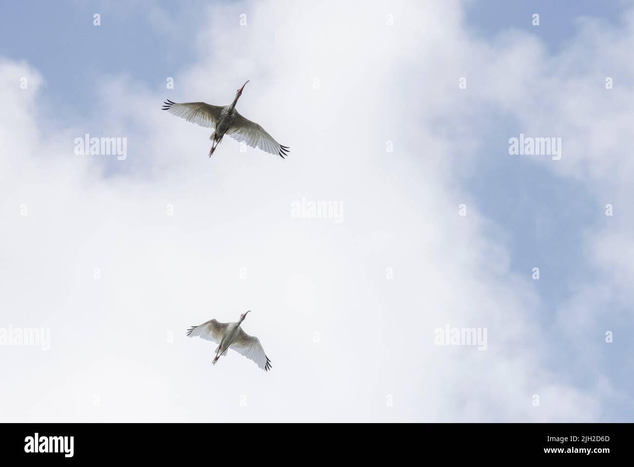 South carolina coast white ibis hi-res stock photography and images - Alamy