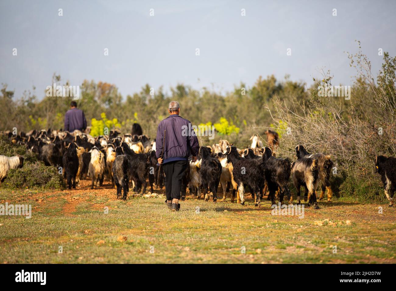 Shepherds and a herd of goats Stock Photo - Alamy
