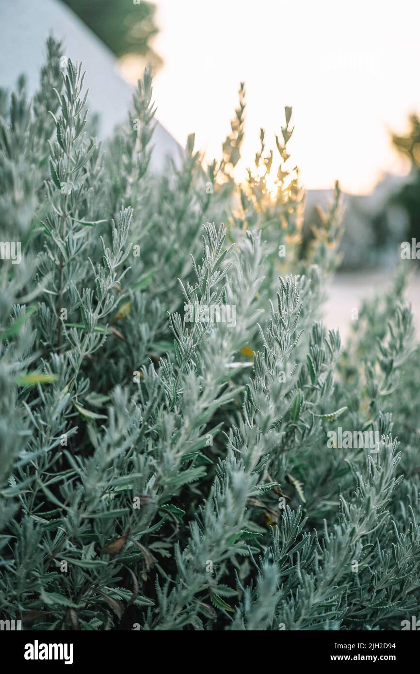 Seaside plants hi-res stock photography and images - Alamy