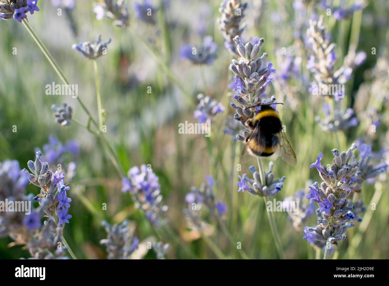 Purple lavenders close up hi-res stock photography and images - Alamy