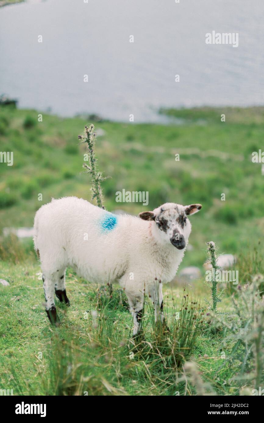 Blackface sheep ireland hi-res stock photography and images - Alamy
