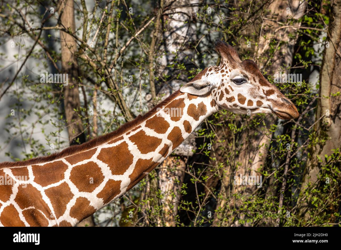 The giraffe, Giraffa camelopardalis is an African even-toed ungulate ...