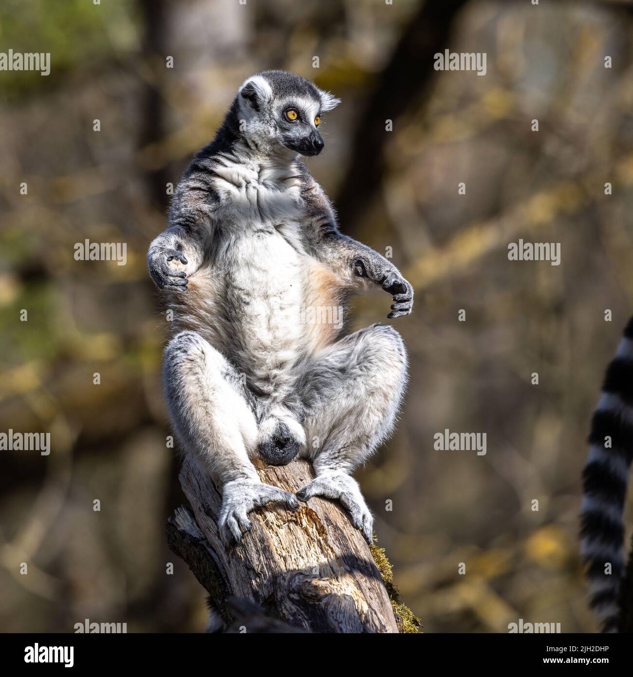 The ring-tailed lemur, Lemur catta is a large strepsirrhine primate and ...