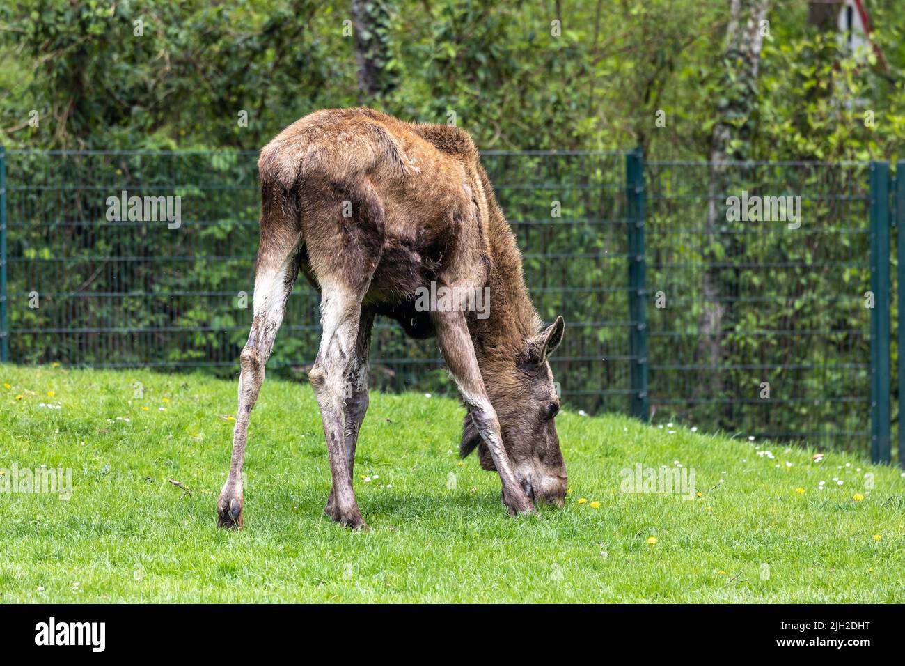 European Moose, Alces alces, also known as the elk. Wild life animal ...