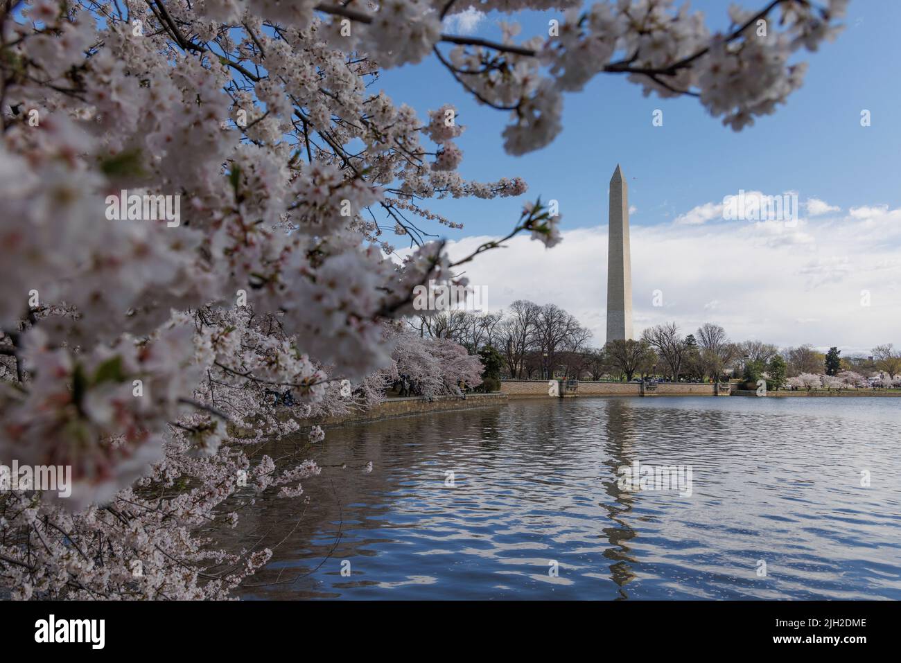National mall cherry blossoms hi-res stock photography and images - Alamy