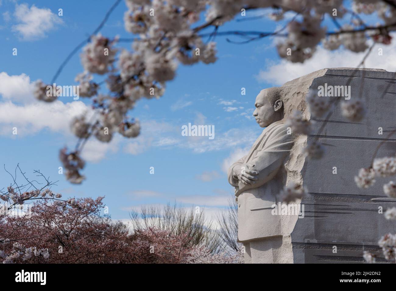 Spring cherry blossoms at the MLK Memorial in Washington, DC Stock ...