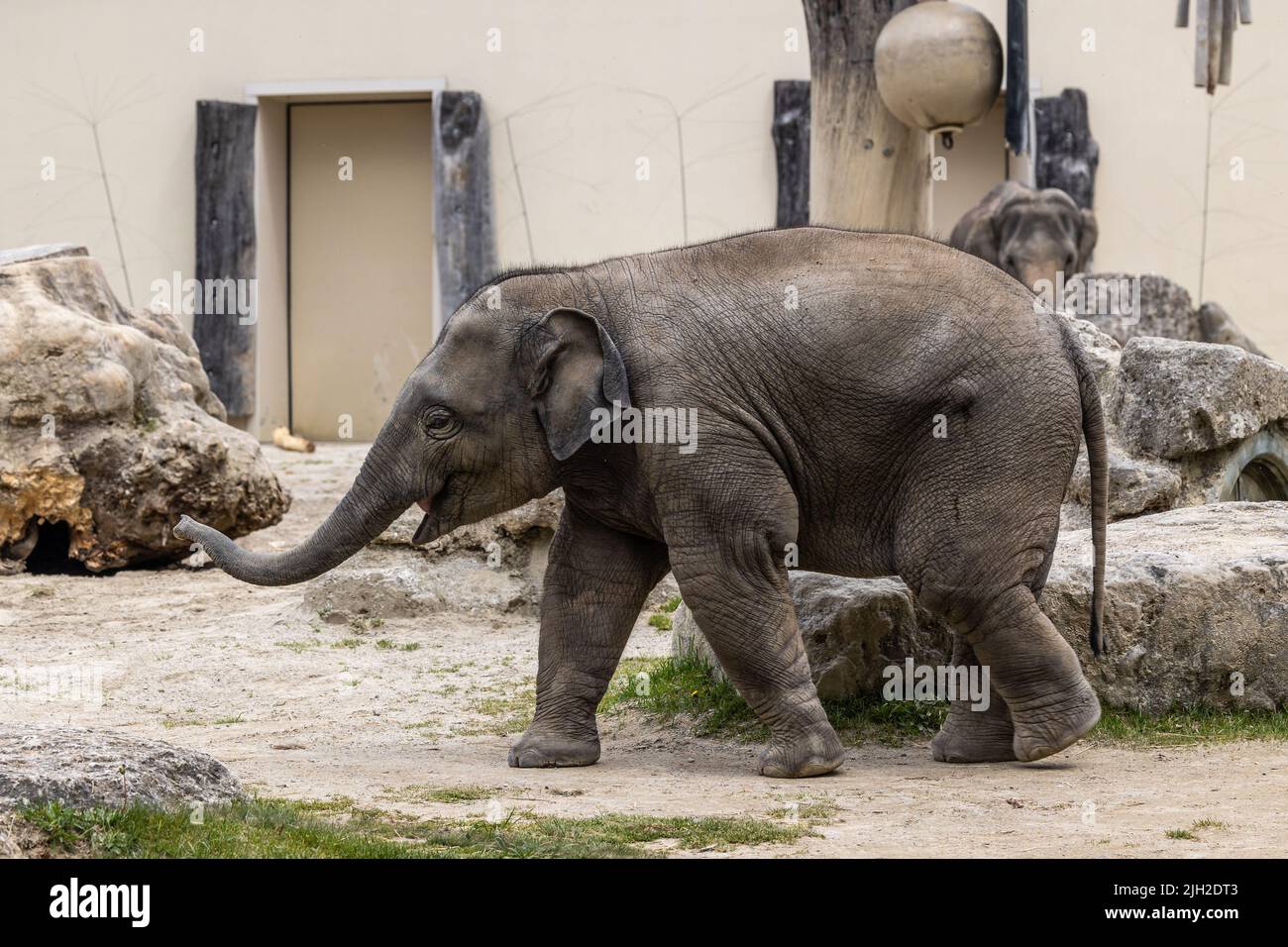 A young little Asian elephant, Elephas maximus also called Asiatic ...