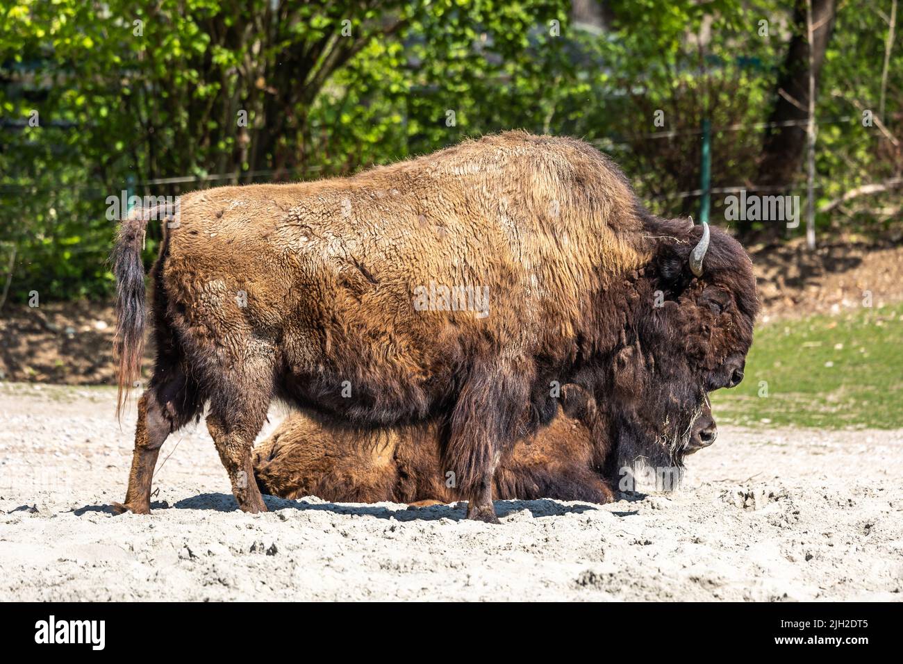 The American bison or simply bison, also commonly known as the American ...