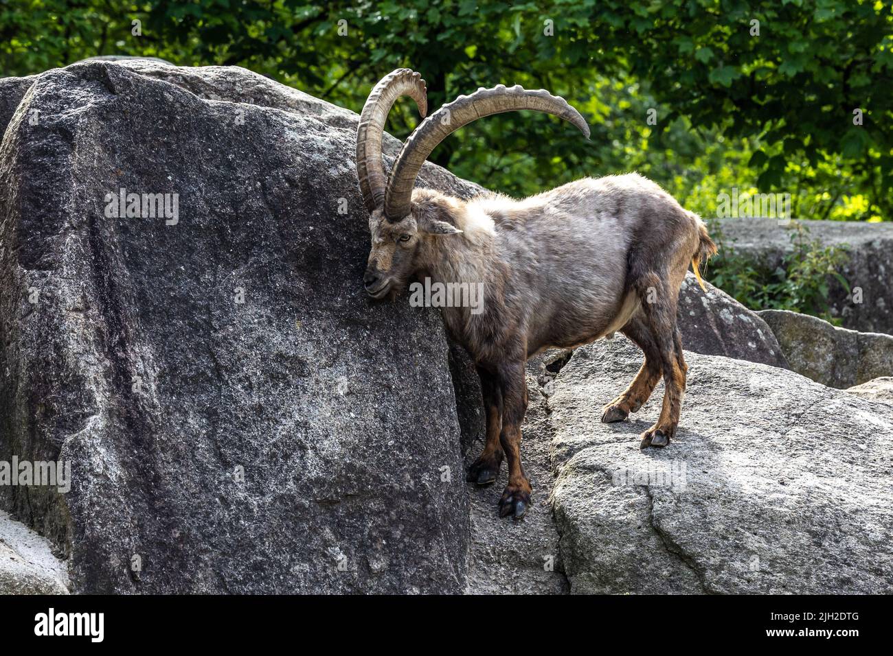 Male mountain ibex - capra ibex on a rock living in the European alps ...