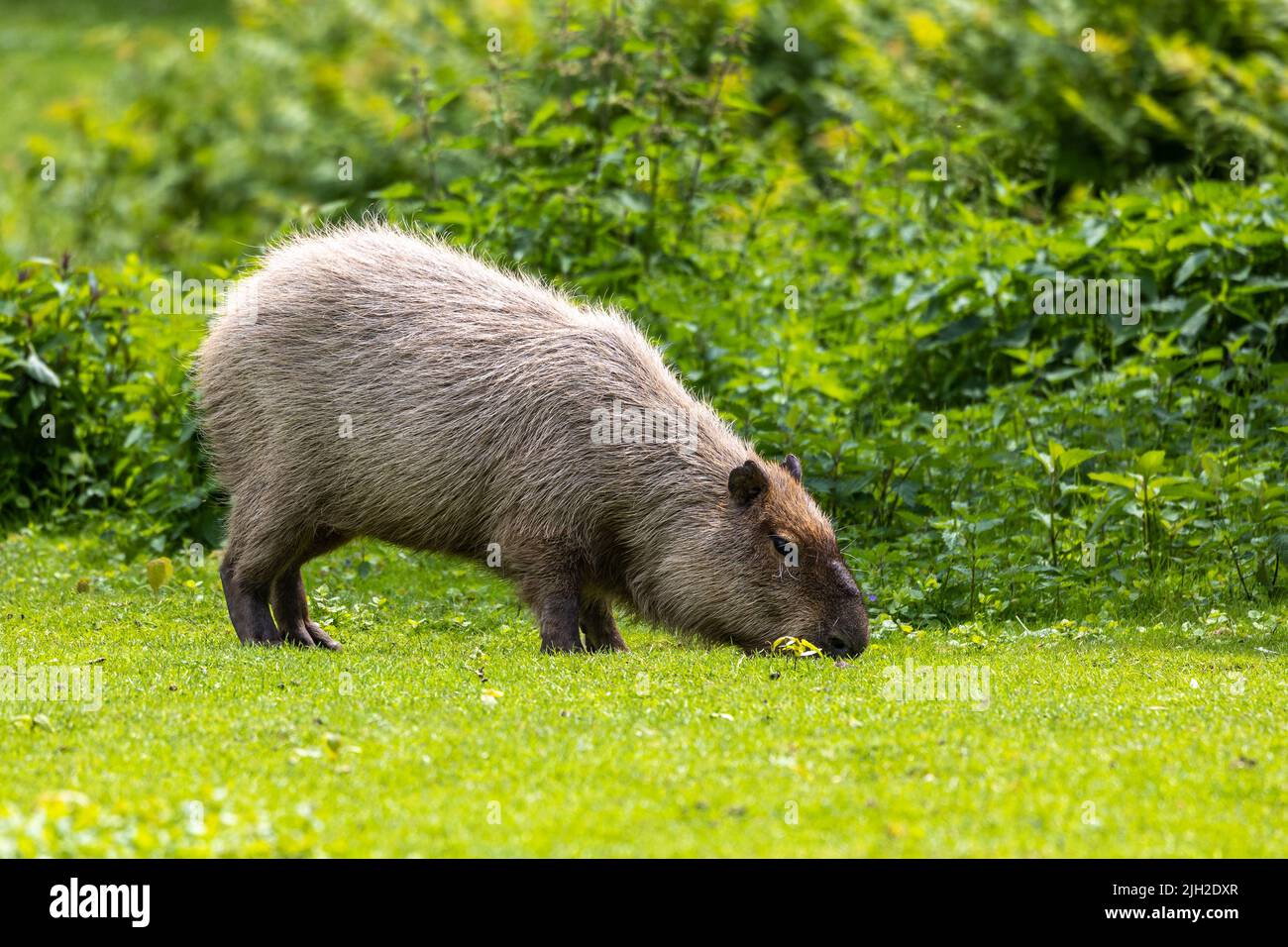 The capybara, Hydrochoerus hydrochaeris is a mammal native to South ...
