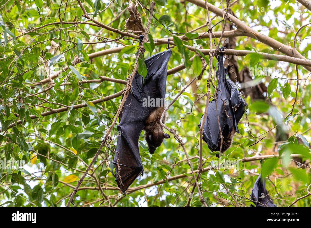 Straw-coloured Fruit Bat - Eidolon helvum, beautiful small mammal from ...