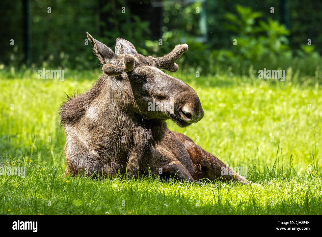 European Moose, Alces alces, also known as the elk. Wild life animal ...