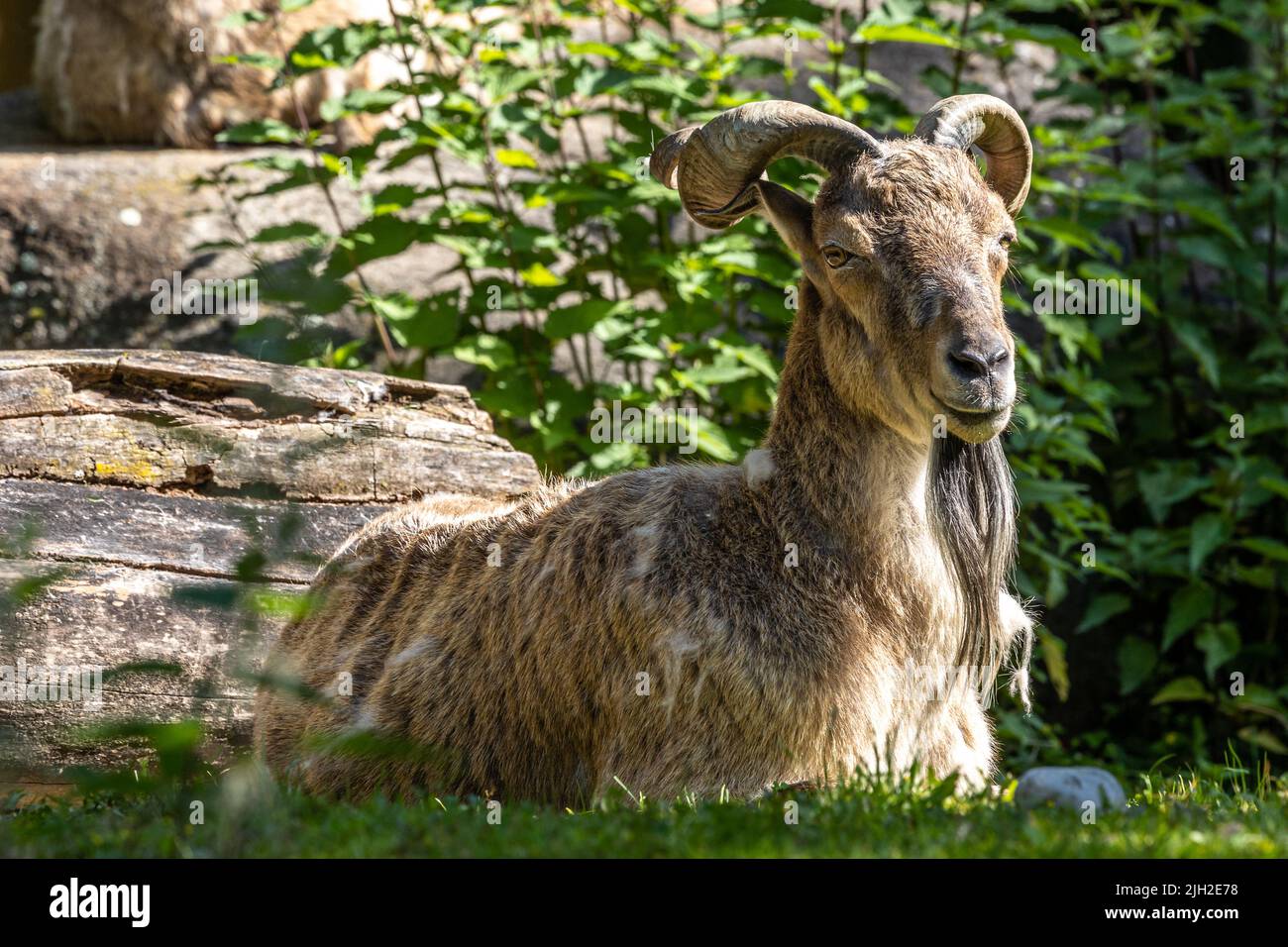 Turkmenian markhor, Capra falconeri heptneri. The name of this species ...