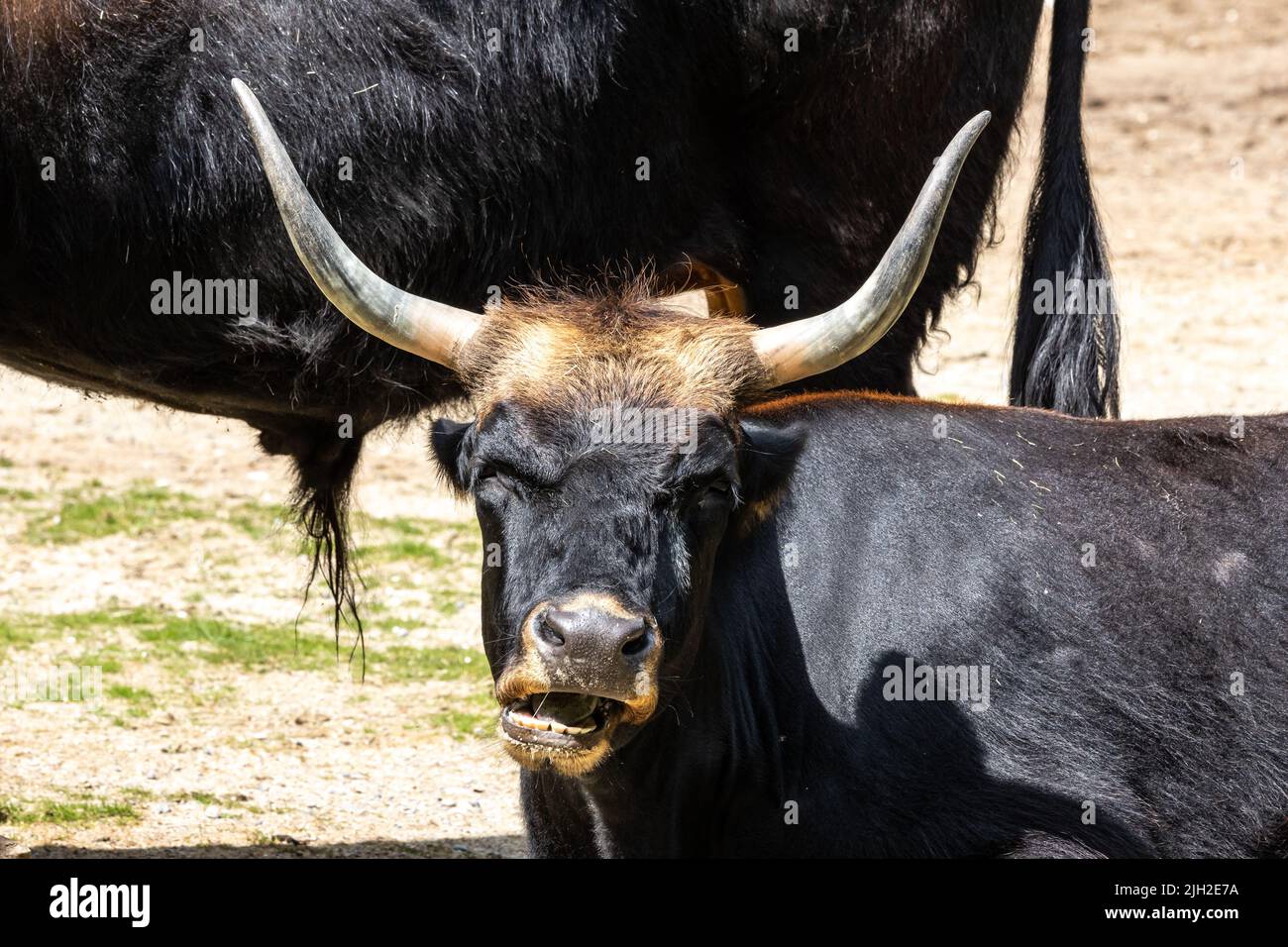 Heck cattle, Bos primigenius taurus, claimed to resemble the extinct ...