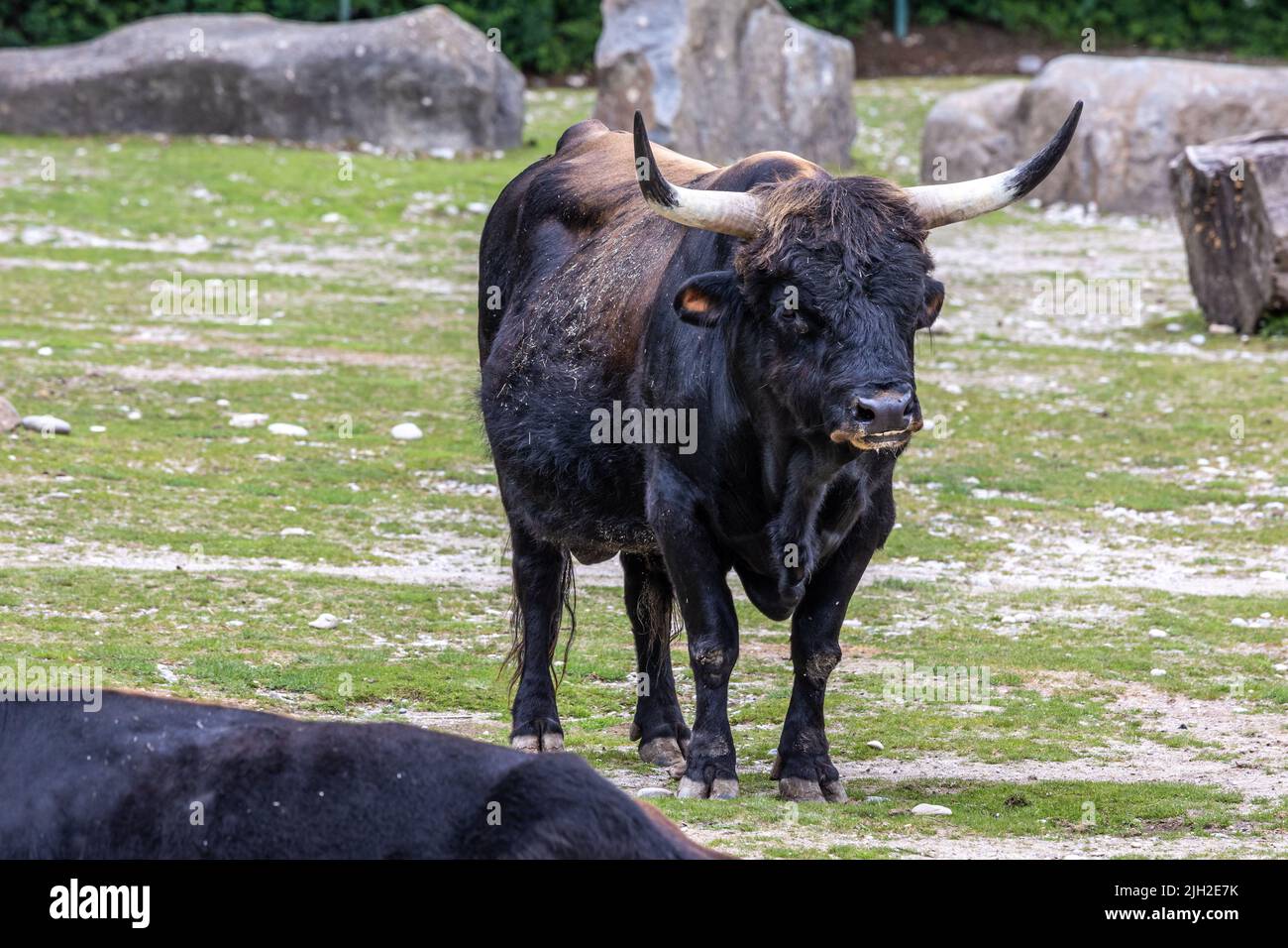 Heck cattle, Bos primigenius taurus, claimed to resemble the extinct ...