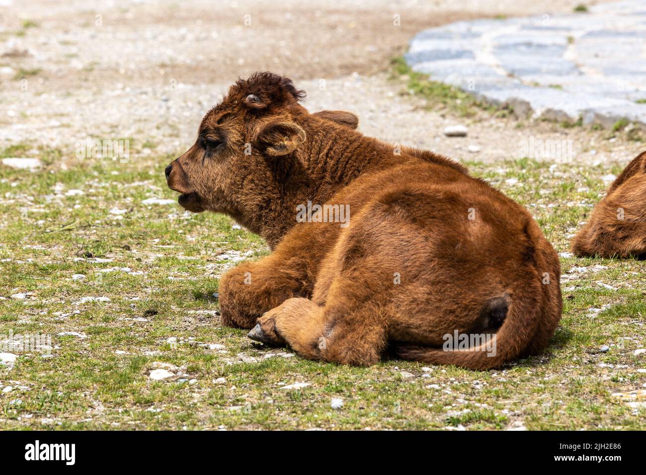 Young baby Heck cattle, Bos primigenius taurus, claimed to resemble the ...