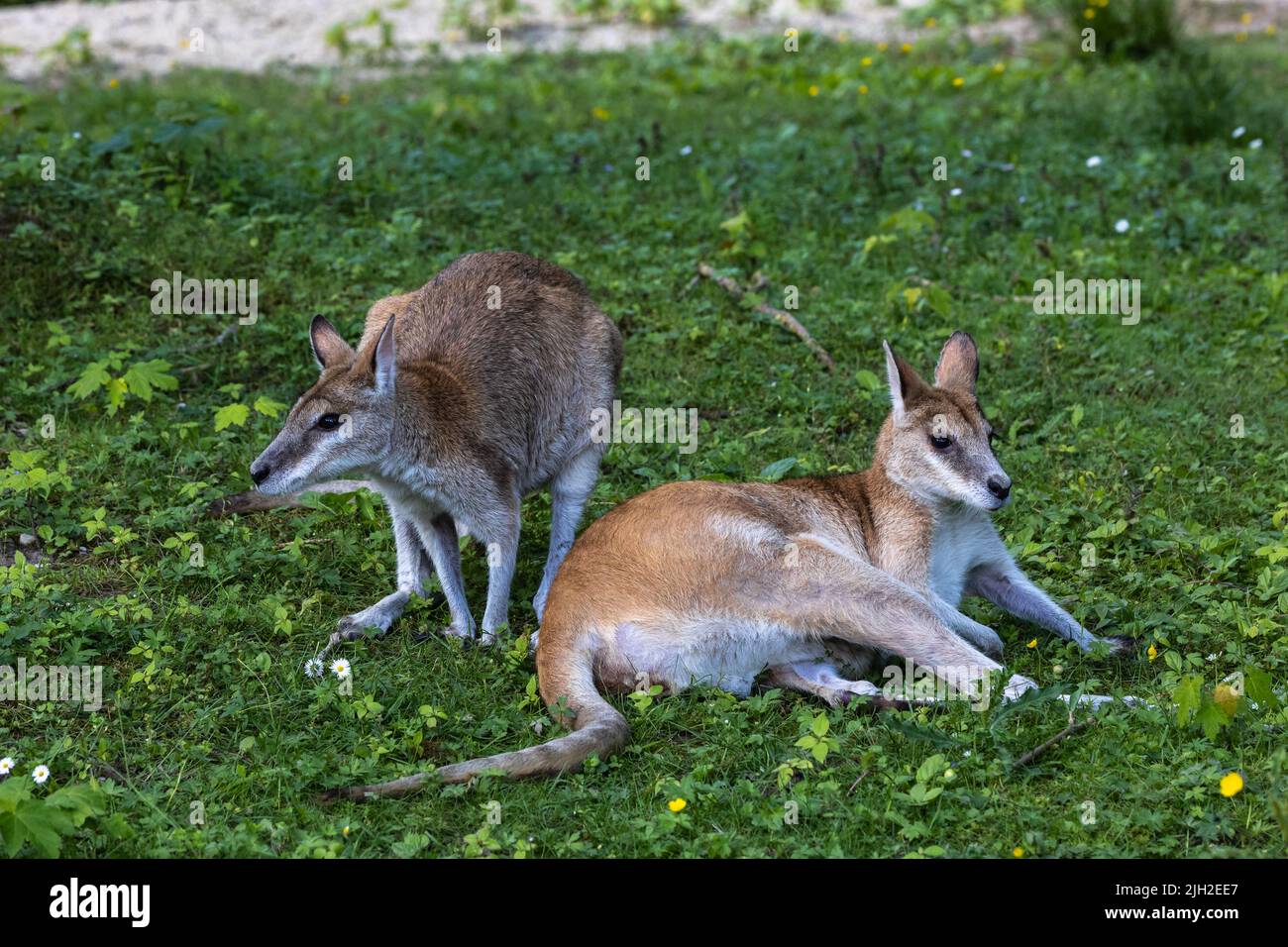 The agile wallaby, Macropus agilis also known as the sandy wallaby is a ...