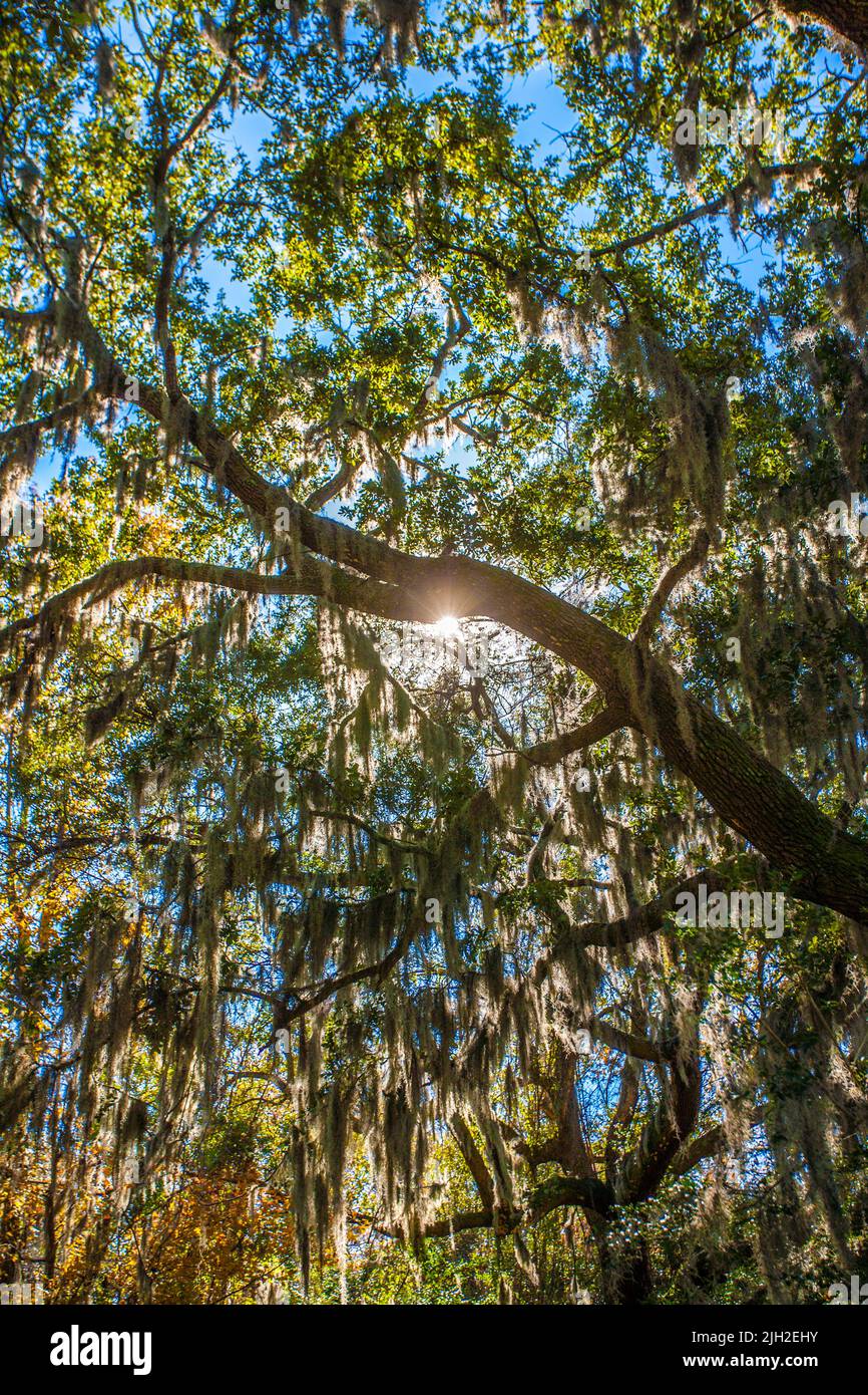 Protected wetlands in South Carolina Stock Photo - Alamy