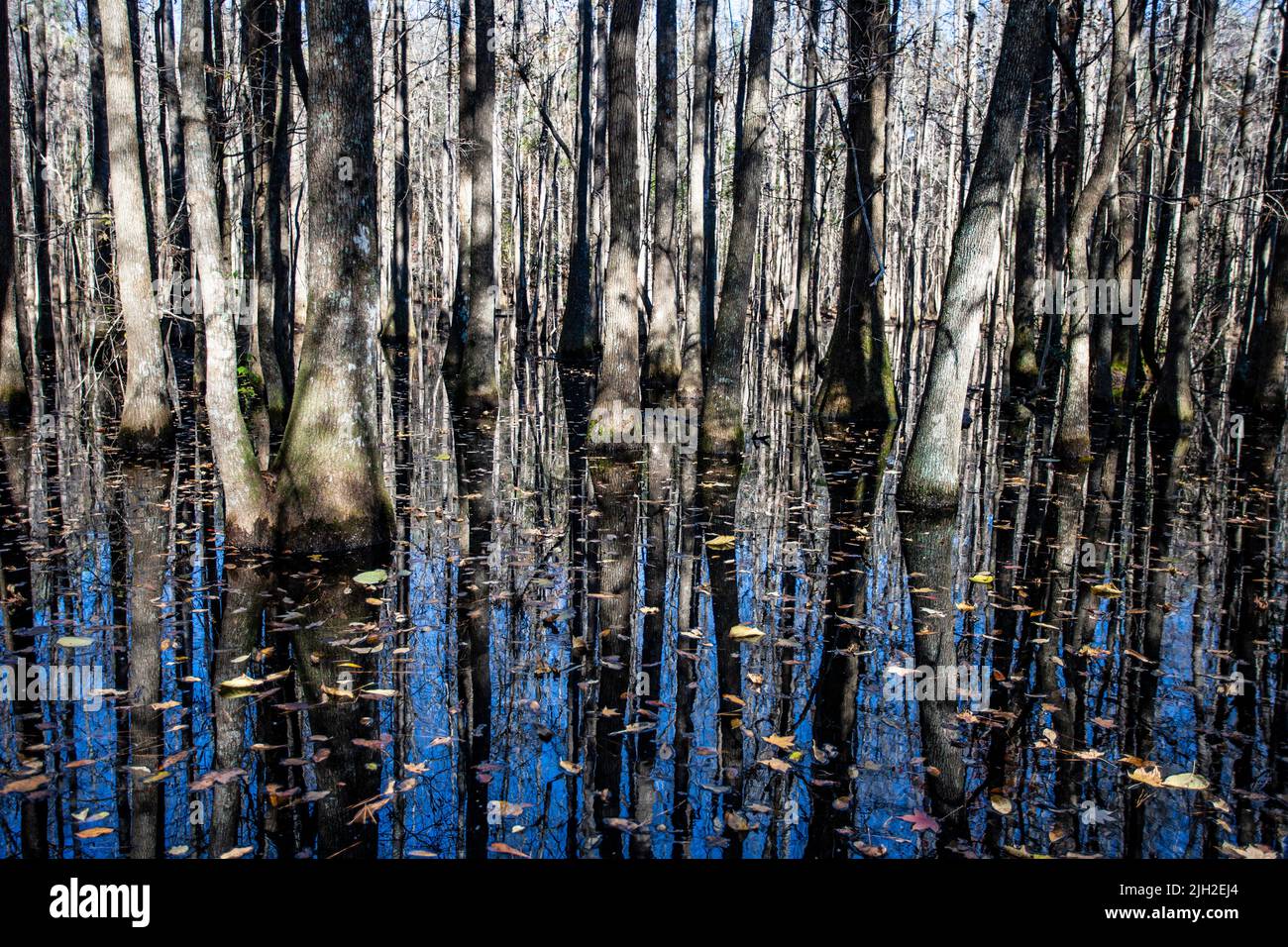 Protected wetlands in South Carolina Stock Photo - Alamy