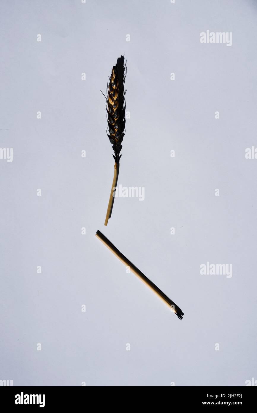 Broken wheat hi-res stock photography and images - Alamy