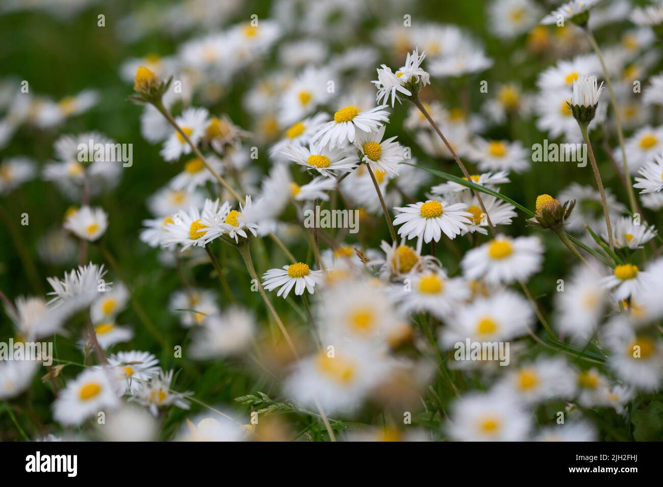 Common oxeye daisies outside in south Sweden Stock Photo - Alamy