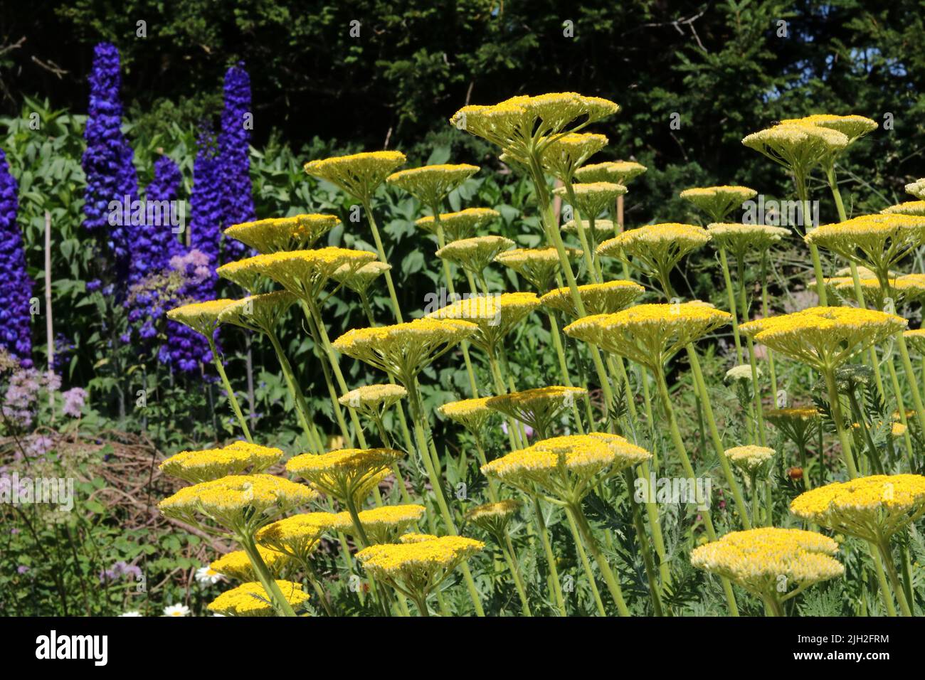 Yellow yarrow flowerheads in summer flowerbed with blue delphinium ...
