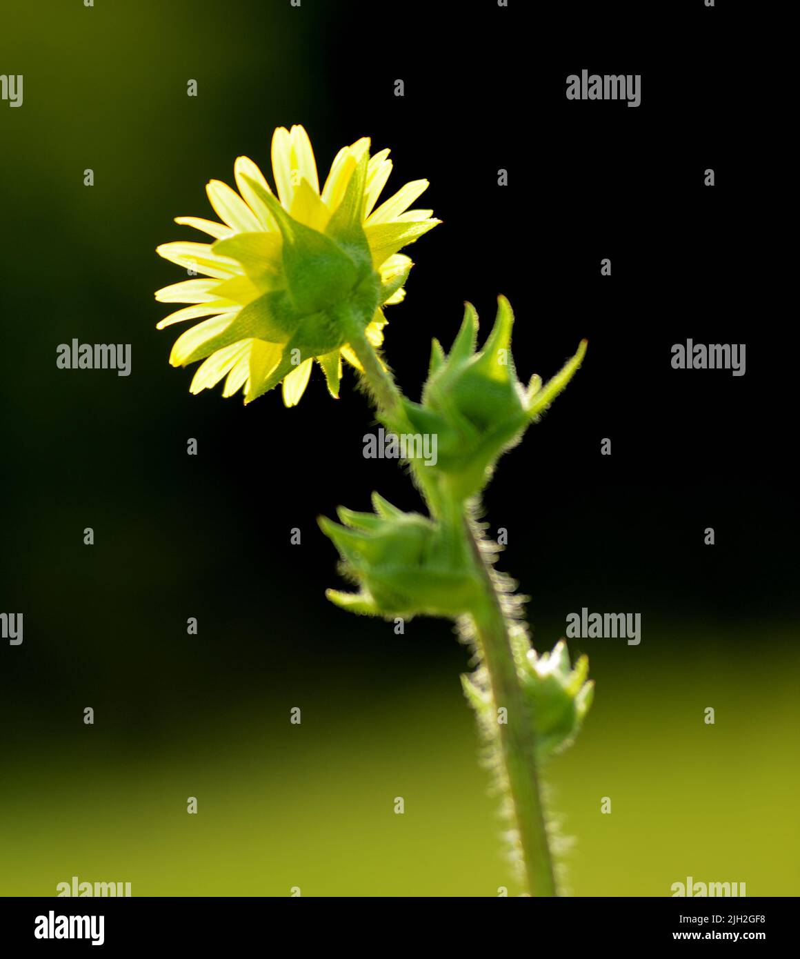 Single Compass Plant (Silphium laciniatum) flower shown backlit Stock ...