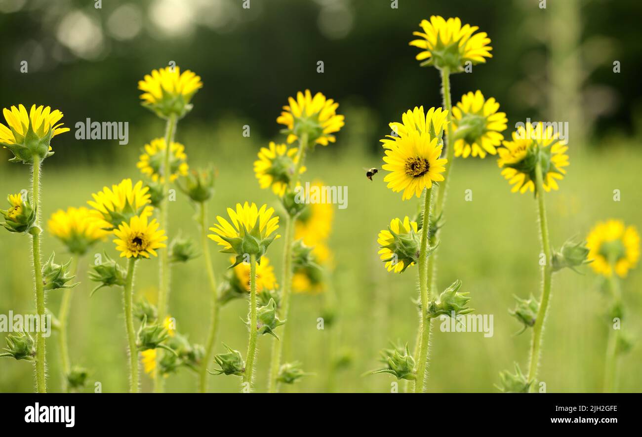 Prairie Stand of Compass Plants ( laciniatum) with a bee approaching ...