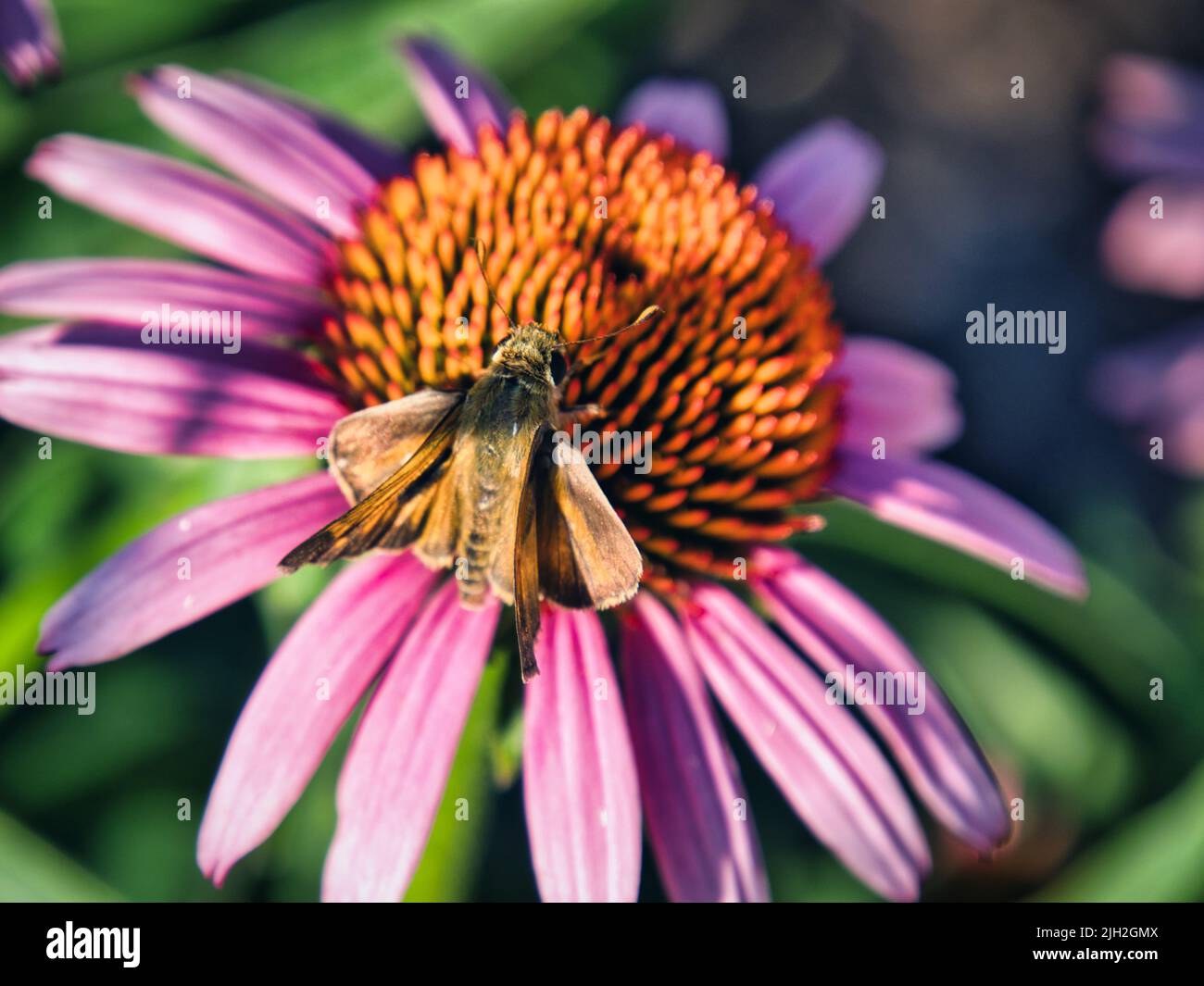 Brown Moth Pollinating on Echinacea Purpurea Stock Photo - Alamy
