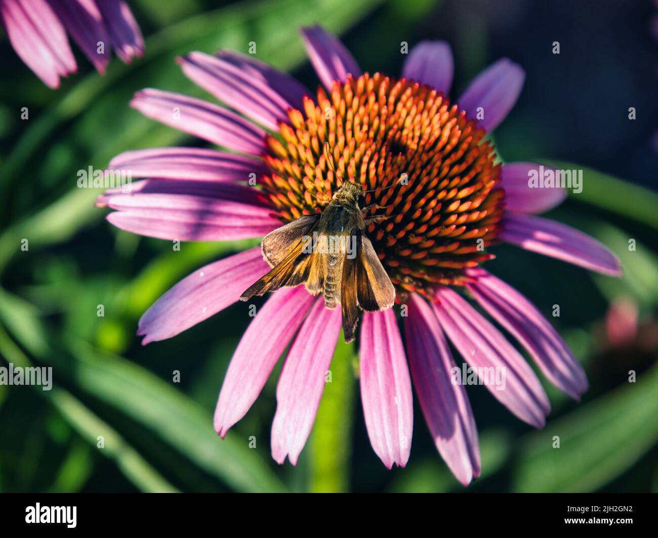 Brown Moth Pollinating on Echinacea Purpurea Stock Photo - Alamy