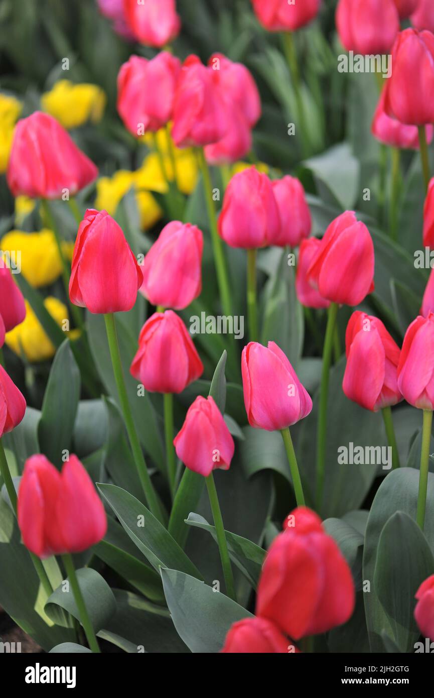 Tulips (Tulipa) Pink Trail bloom in a garden in March Stock Photo - Alamy