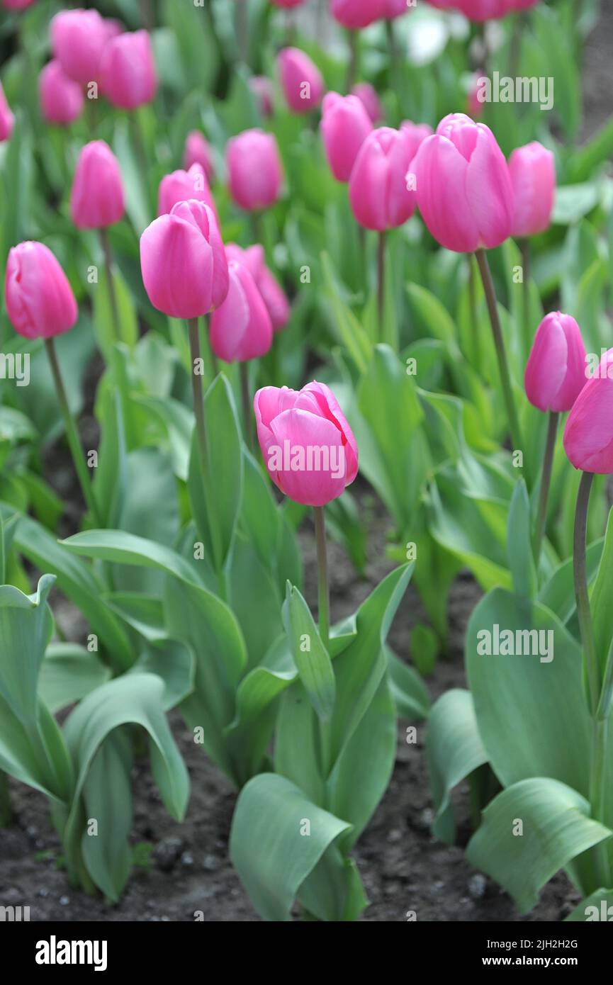 Triumph tulips (Tulipa) Pink Twist bloom in a garden in April Stock ...