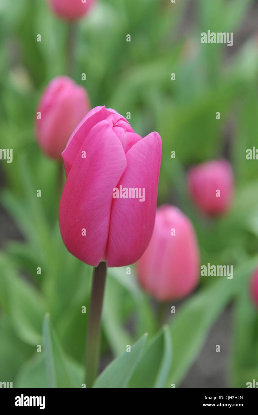 Triumph tulips (Tulipa) Pink Twist bloom in a garden in March Stock ...