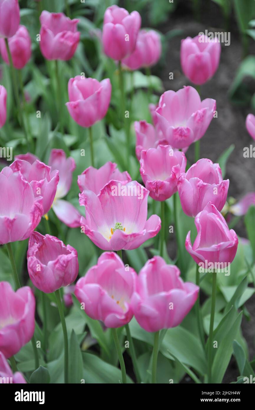 Triumph tulips (Tulipa) Pink Twist bloom in a garden in April Stock ...