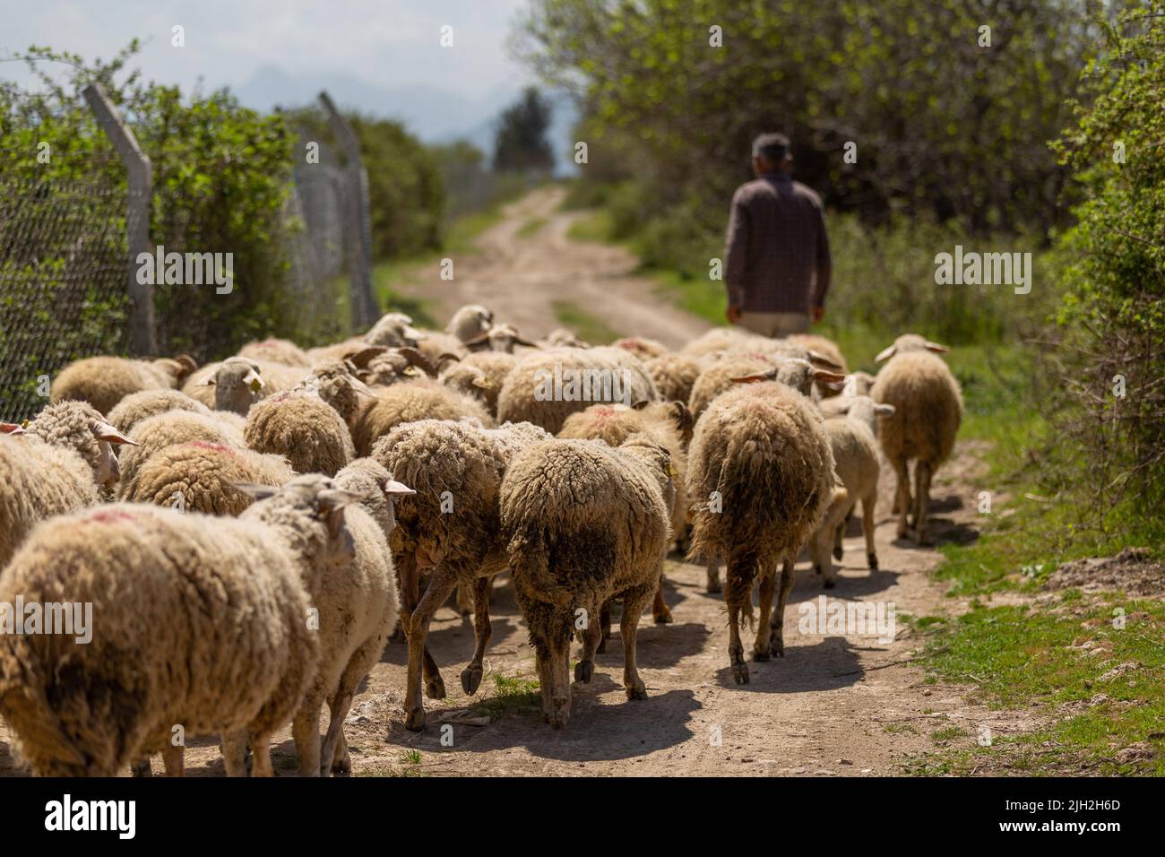 Old shepherd grazing his sheep Stock Photo - Alamy