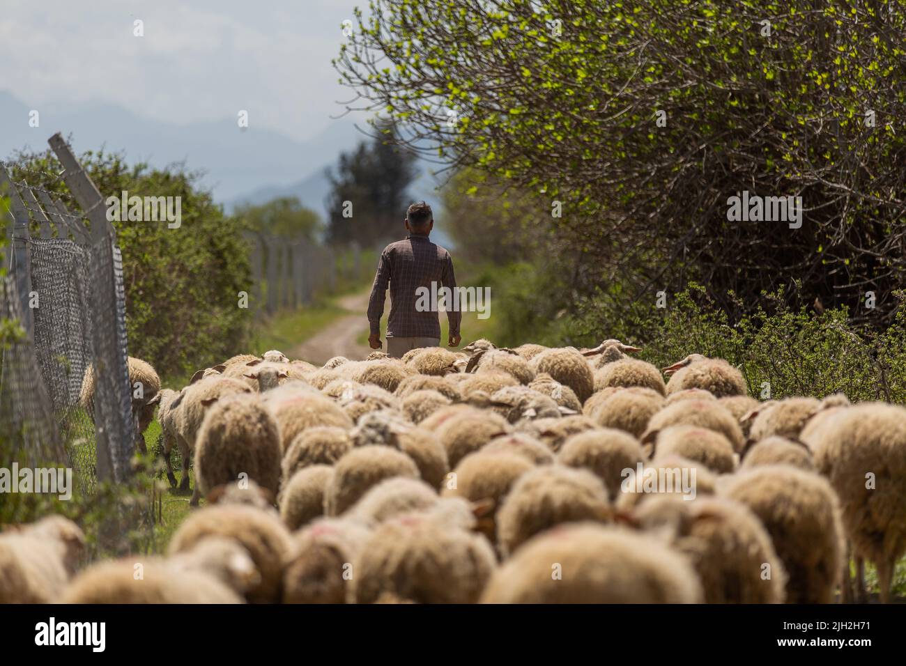 Old shepherd grazing his sheep Stock Photo - Alamy