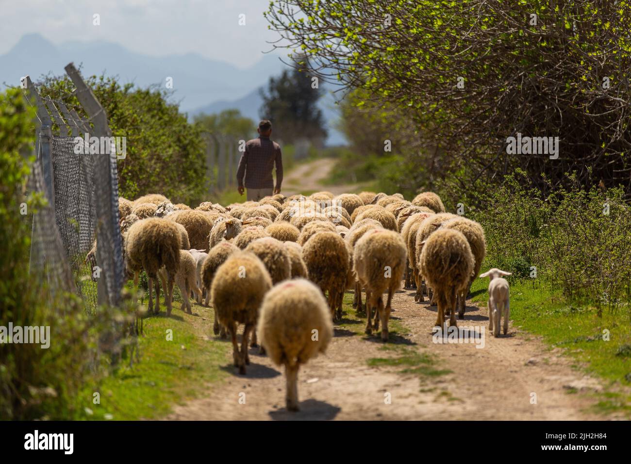 Old shepherd grazing his sheep Stock Photo - Alamy
