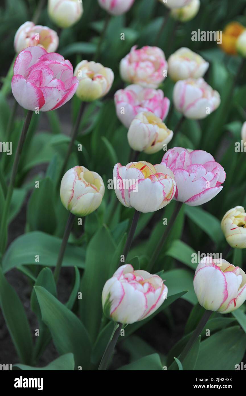 Pink and white Double Late tulips (Tulipa) Pioen Rose bloom in a garden ...