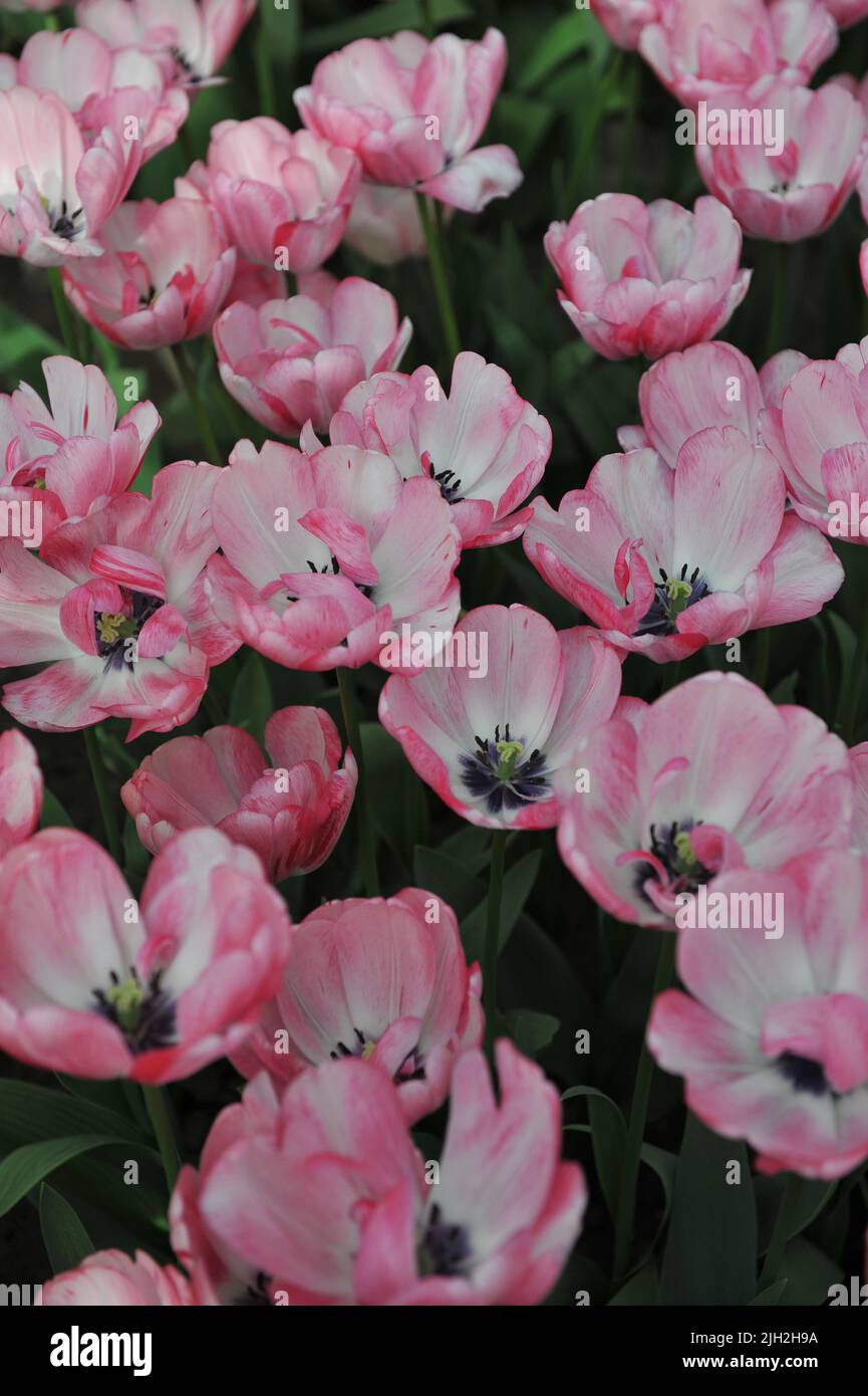 Pink and white Double Late tulips (Tulipa) Pioen Rose bloom in a garden ...