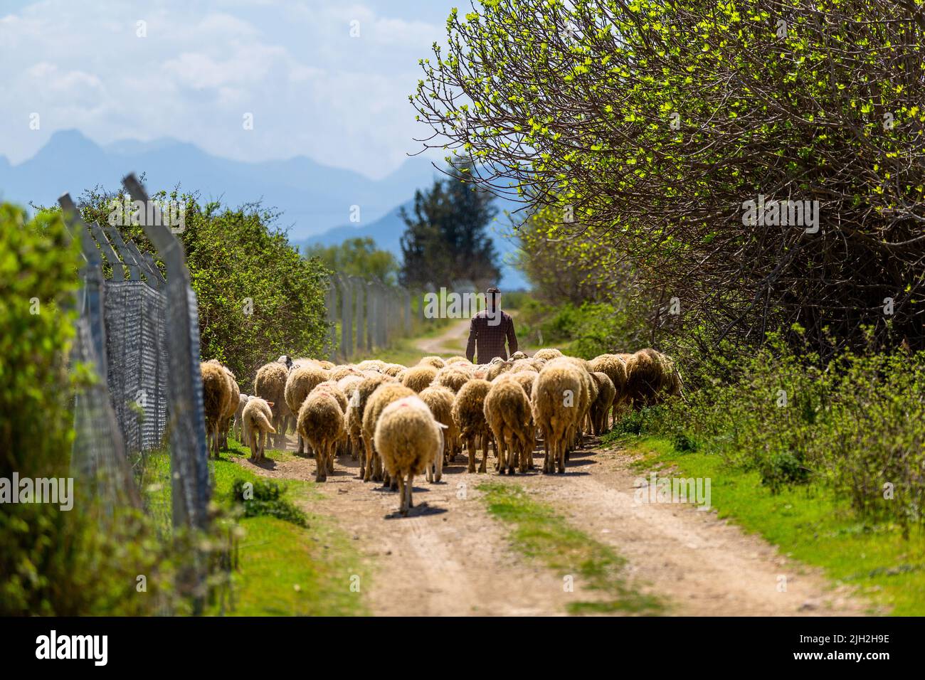 Old shepherd grazing his sheep Stock Photo - Alamy