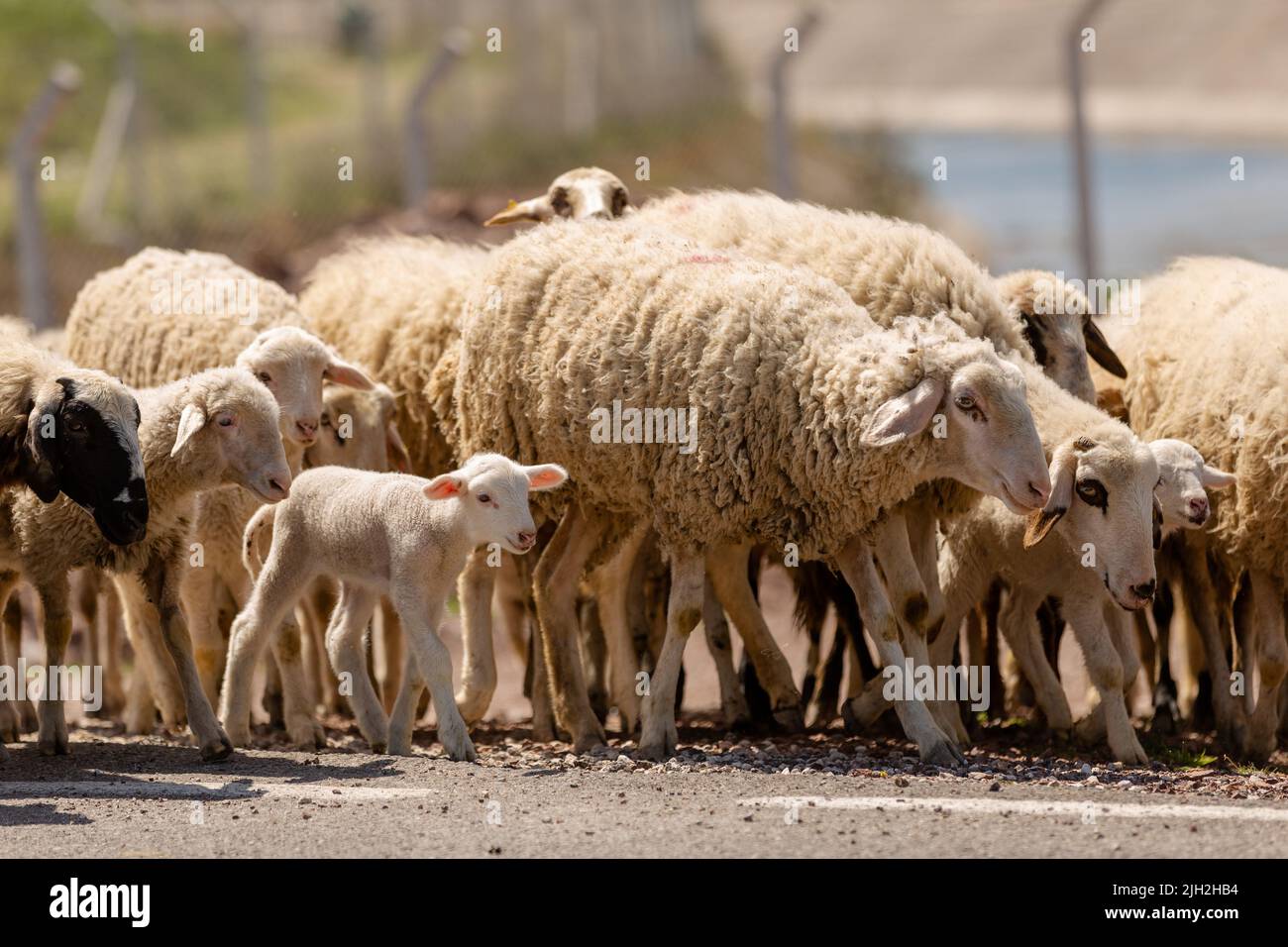 A flock of sheep and a little lamb Stock Photo - Alamy